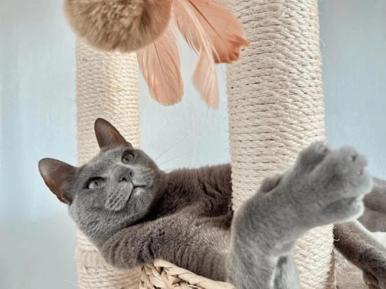 20+ Cat Owner Tips: Your Guide to Understanding & Caring for Your Cat ...