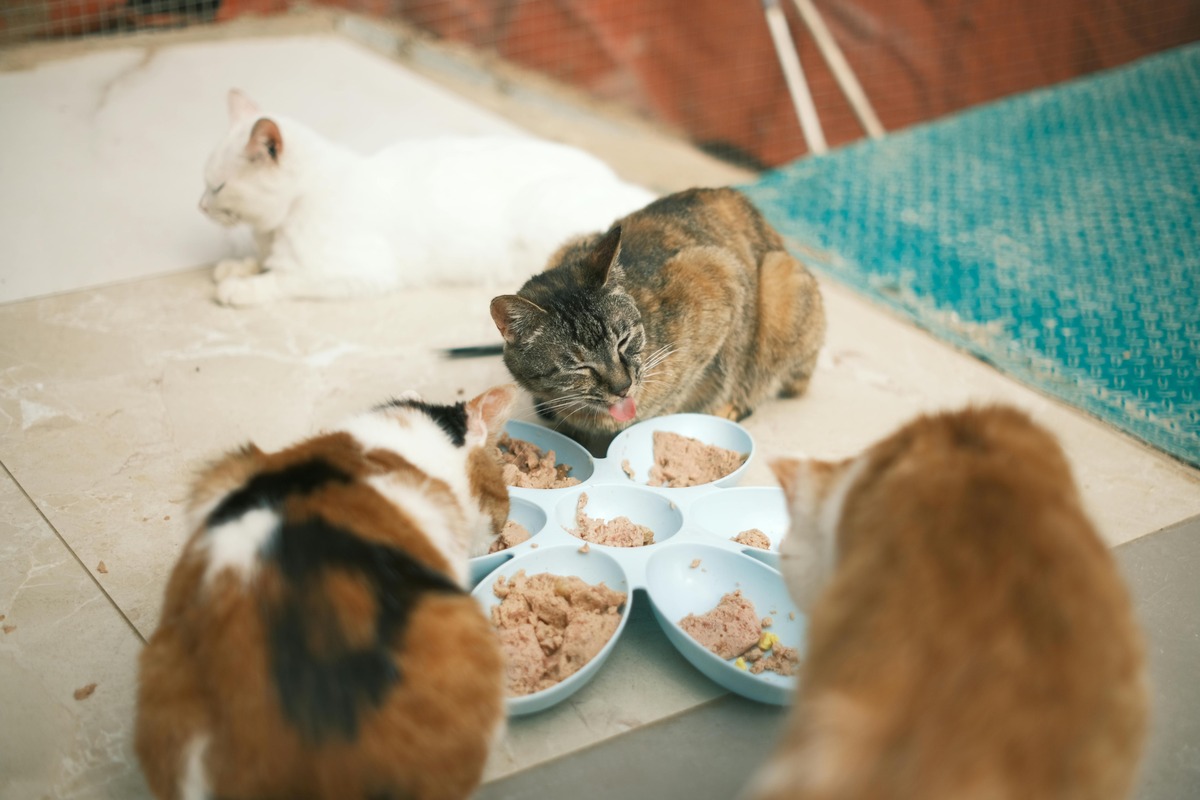 Why Is My Cat Always Hungry? 10 Possible Reasons - Cats and Dogs Today