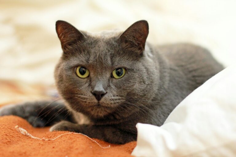 Top 10 Worst Cat Breeds, According to Data - Cats and Dogs Today