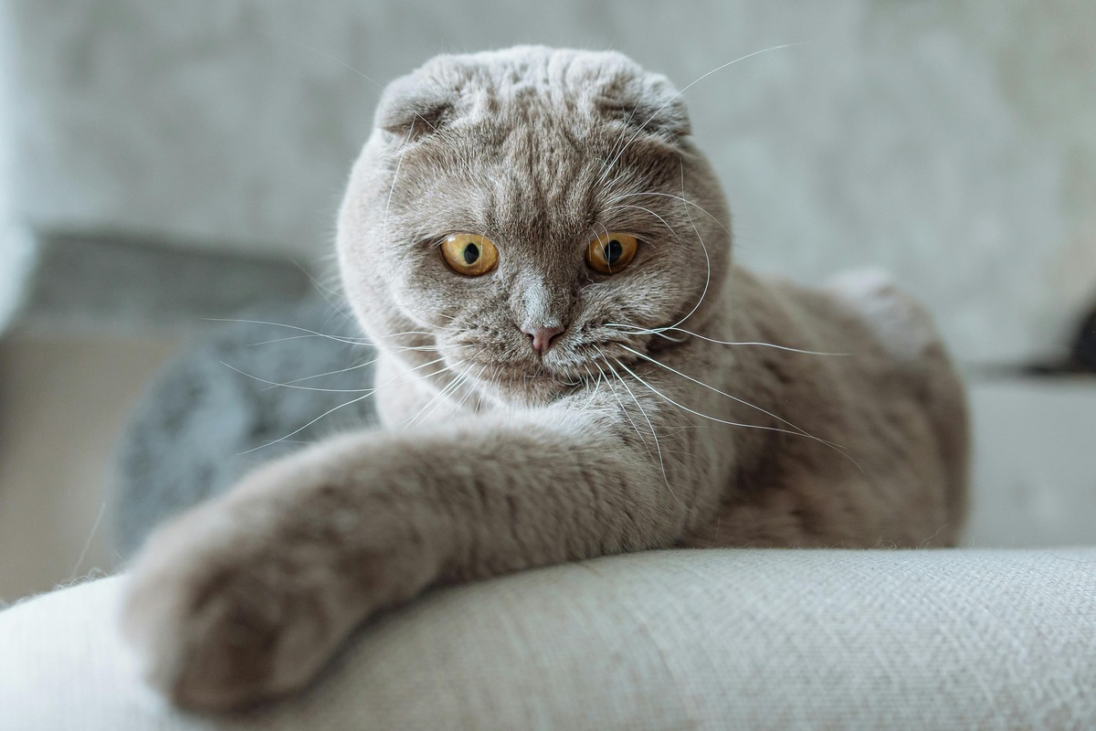 Top 10 Worst Cat Breeds, According to Data - Cats and Dogs Today