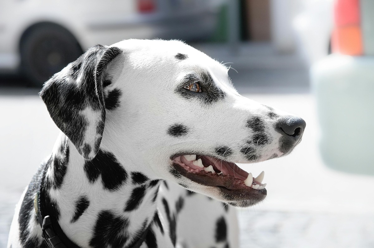 Top 14 Worst Dog Breeds, According to Data - Cats and Dogs Today