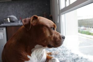 Top 14 Worst Dog Breeds, According to Data - Cats and Dogs Today