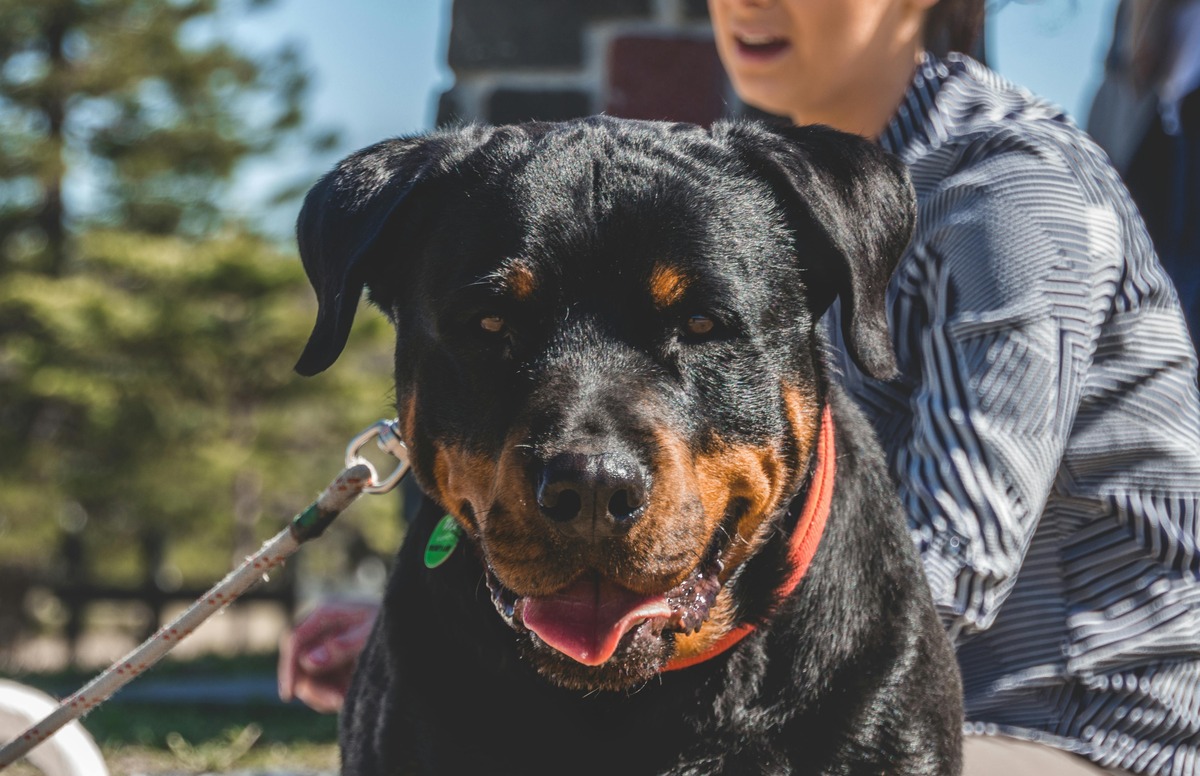 Top 14 Worst Dog Breeds, According to Data - Cats and Dogs Today