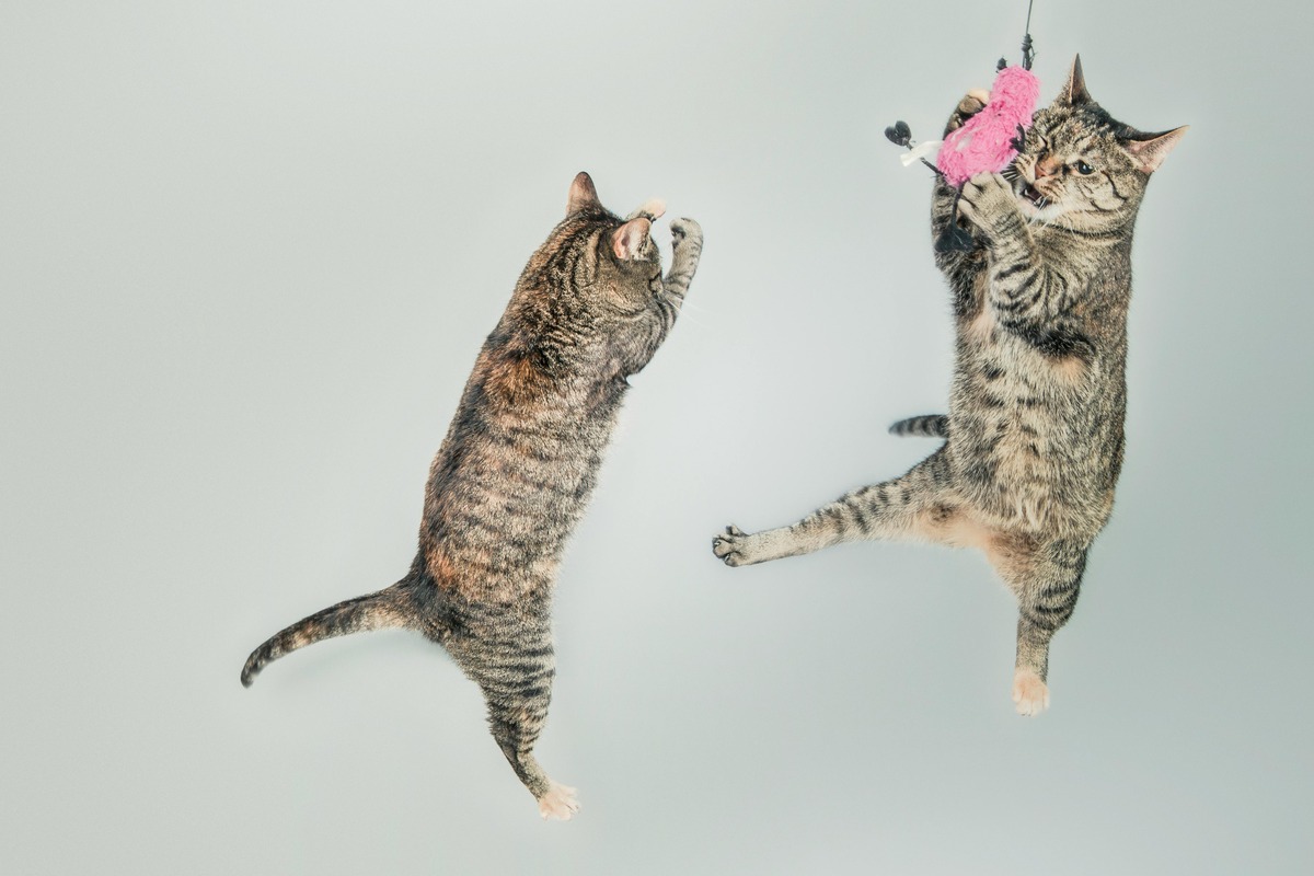 17 Fun Facts About Cats You Didn’t Know - Cats and Dogs Today