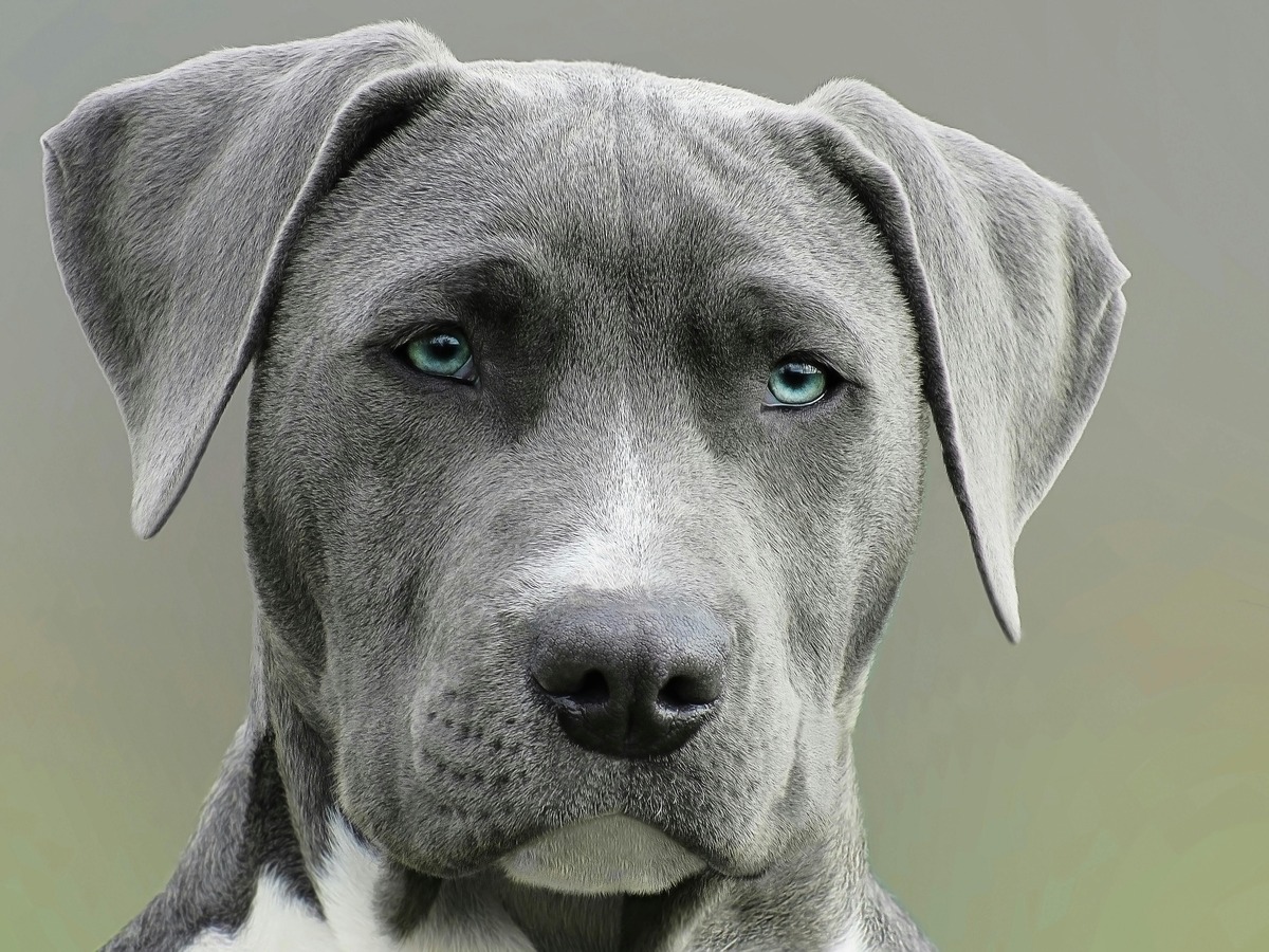 Top 14 Worst Dog Breeds, According to Data - Cats and Dogs Today