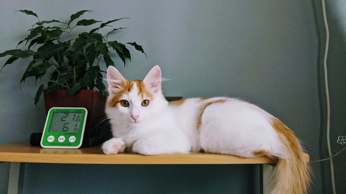 Top 10 Worst Cat Breeds, According to Data - Cats and Dogs Today