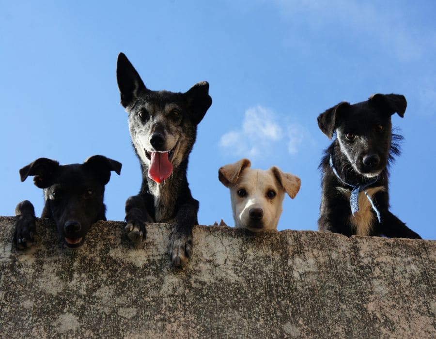 12 Perfect Dog Breeds For People Who Love To Stay at Home - Cats and ...