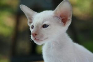 12 Cat Breeds That Stay Small and Adorable Forever - Cats and Dogs Today