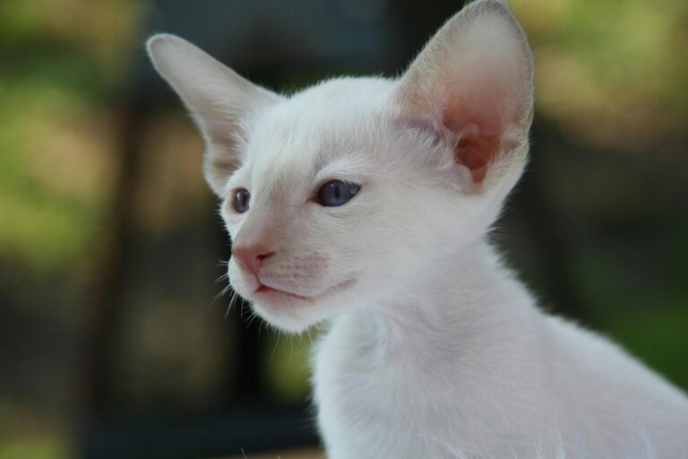 12 Cat Breeds That Stay Small and Adorable Forever - Cats and Dogs Today