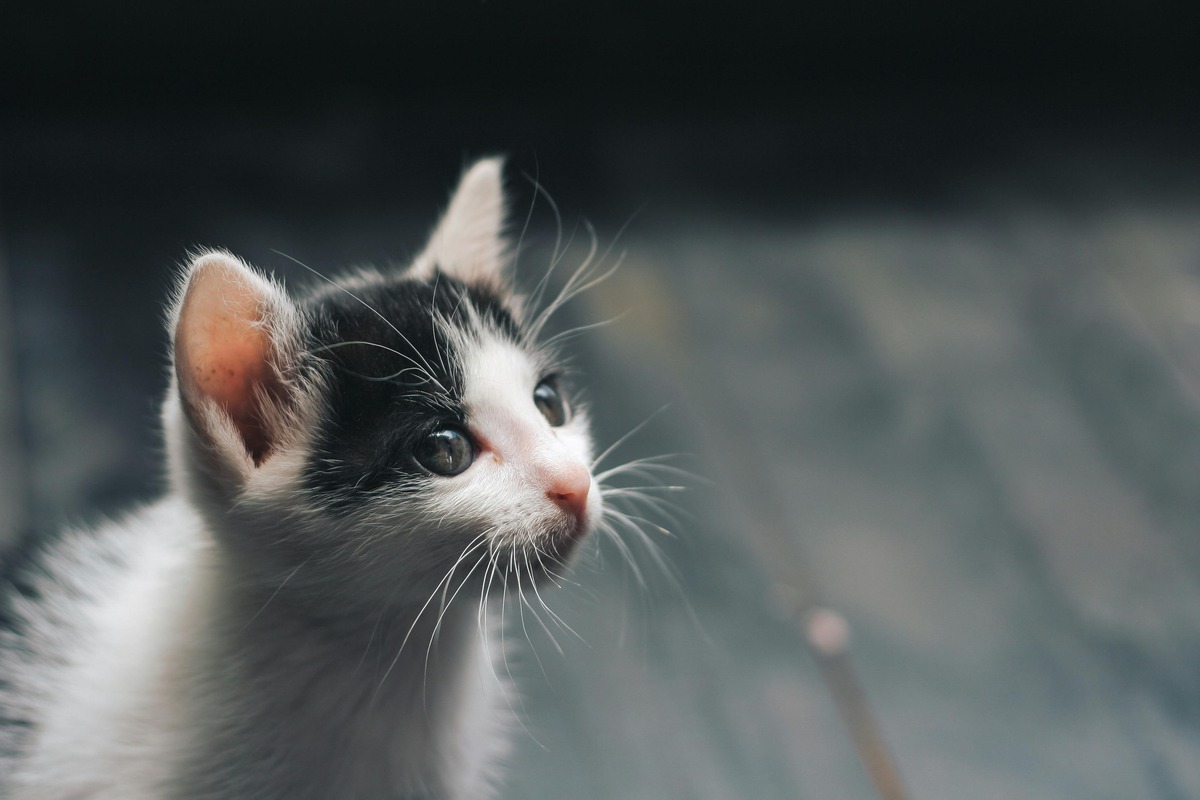 12 Cat Breeds That Stay Small and Adorable Forever - Cats and Dogs Today