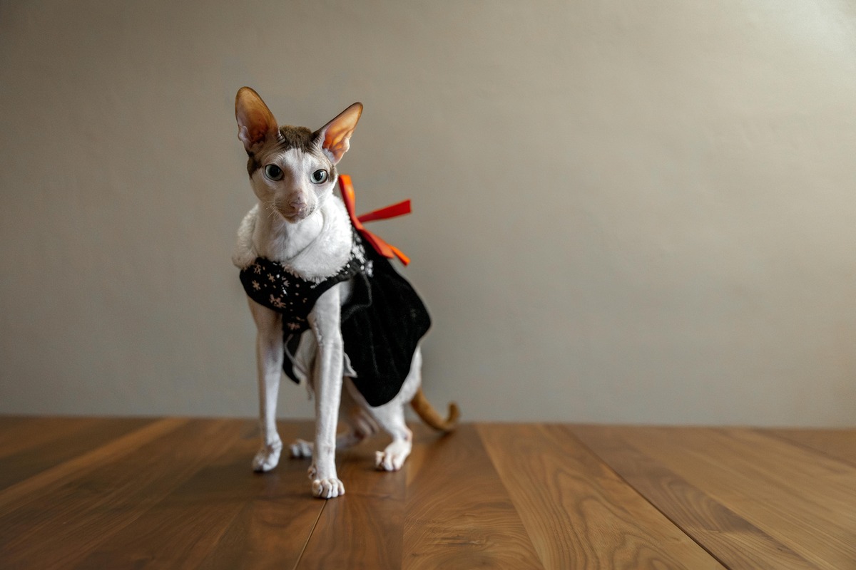 12 Cat Breeds That Stay Small and Adorable Forever - Cats and Dogs Today