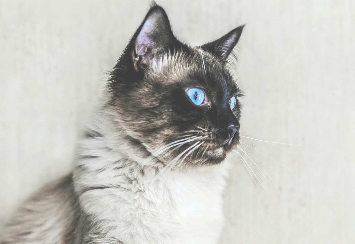 12 Cat Breeds That Stay Small and Adorable Forever - Cats and Dogs Today