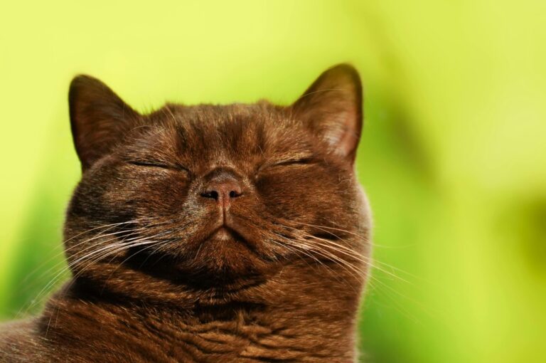 12 Cat Breeds That Stay Small and Adorable Forever - Cats and Dogs Today