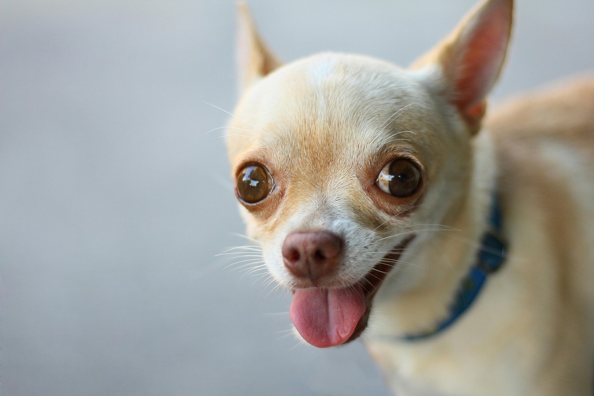 The 7 Types of Chihuahua Dogs - Cats and Dogs Today