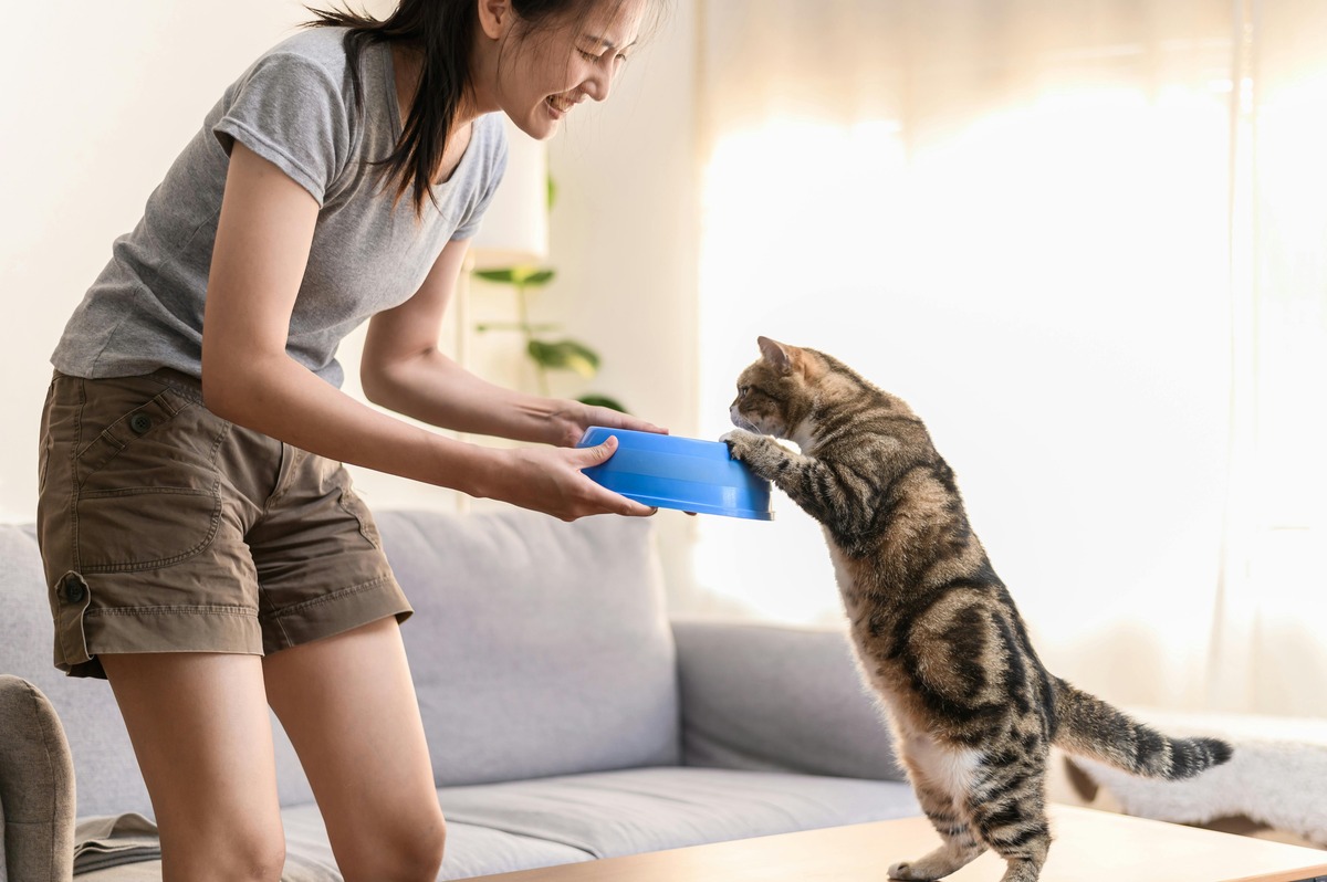 Why Is My Cat Always Hungry? 10 Possible Reasons - Cats and Dogs Today