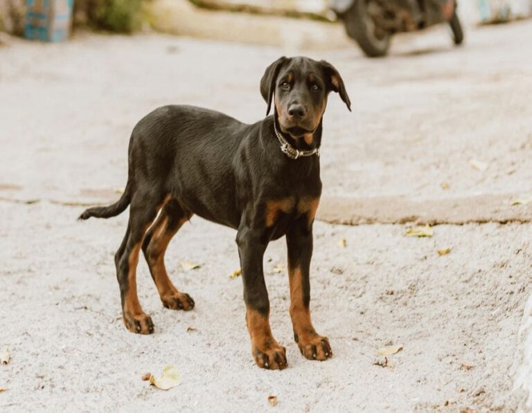 15 Dog Breeds That Serve in the Military - Cats and Dogs Today