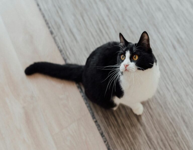 What Breed Is Your Tuxedo Cat? 10 Most Common Breeds - Cats and Dogs Today