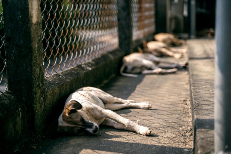 12 Major U.S. Cities Where Stray Dogs Are Thriving - Cats and Dogs Today