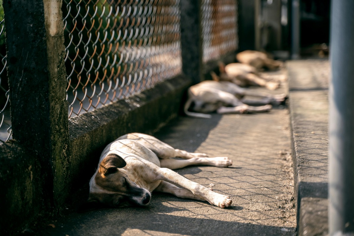 12 Major U.S. Cities Where Stray Dogs Are Thriving - Cats and Dogs Today