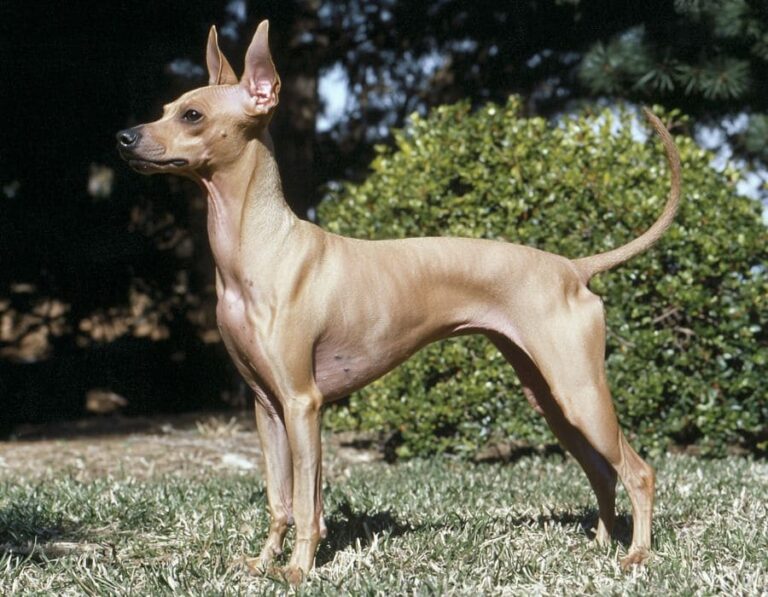 10 Unique Dog Breeds You’ve Probably Never Heard Of - Cats and Dogs Today