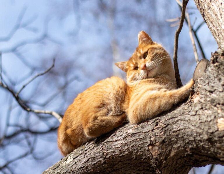 10 Beautiful Orange Cat Breeds - Cats and Dogs Today