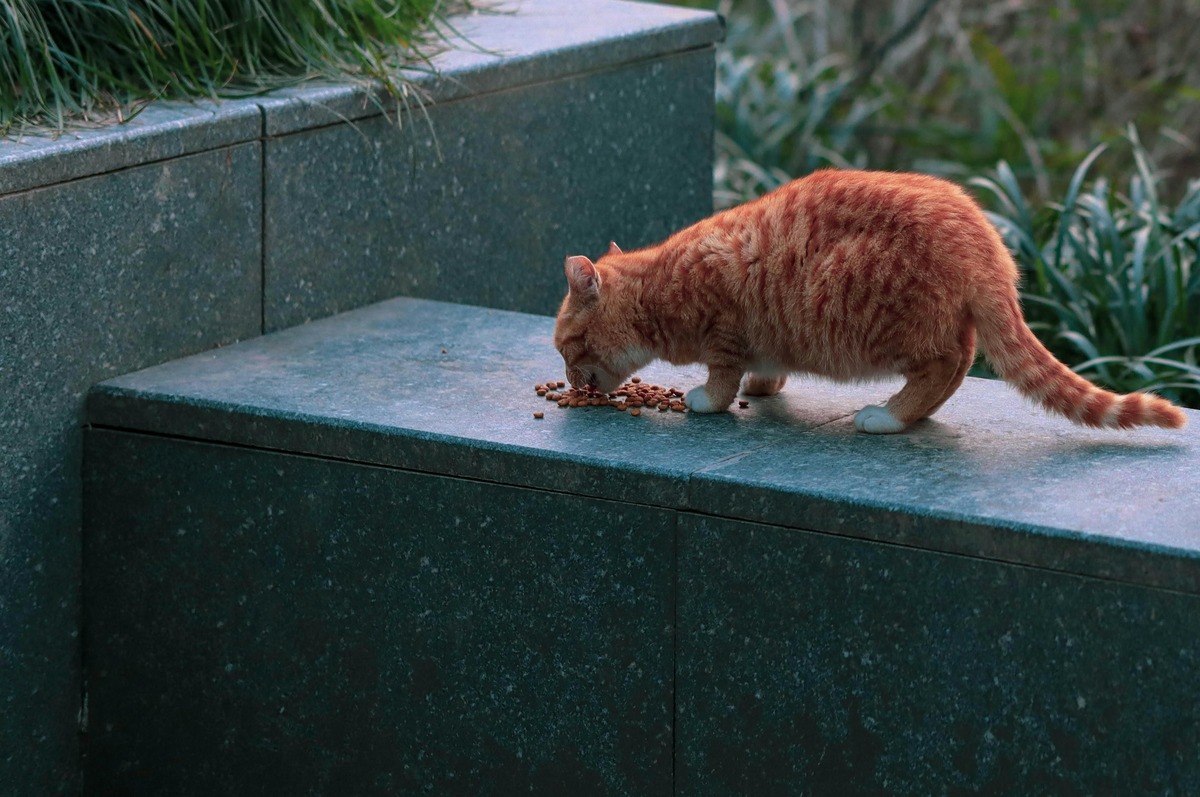 Why Is My Cat Always Hungry? 10 Possible Reasons - Cats and Dogs Today