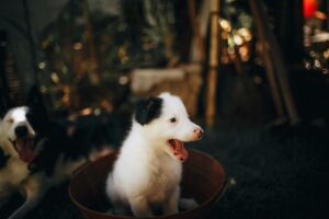 What Happens To Unadopted Dogs in the Shelter? - Cats and Dogs Today