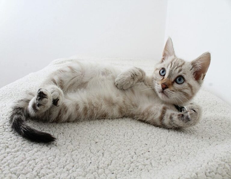 12 Signs of a Traumatized Cat - And How to Help Them Heal - Cats and ...