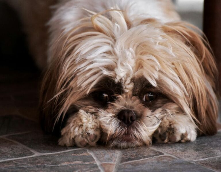 12 Signs of a Traumatized Dog - And How To Help Them Heal - Cats and ...