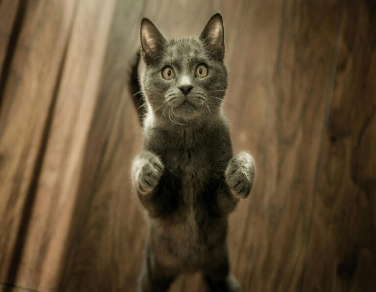 12 Signs of a Traumatized Cat - And How to Help Them Heal - Cats and ...