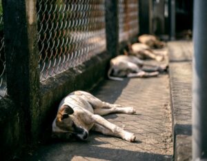 What Happens To Unadopted Dogs in the Shelter? - Cats and Dogs Today