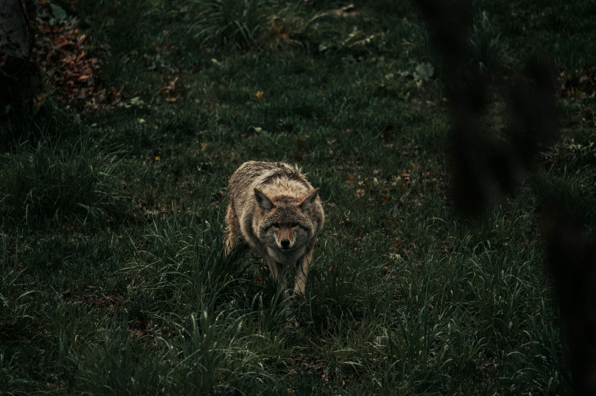 8 Natural Predators in the U.S. to Be Wary of If You Have a Cat - Cats ...