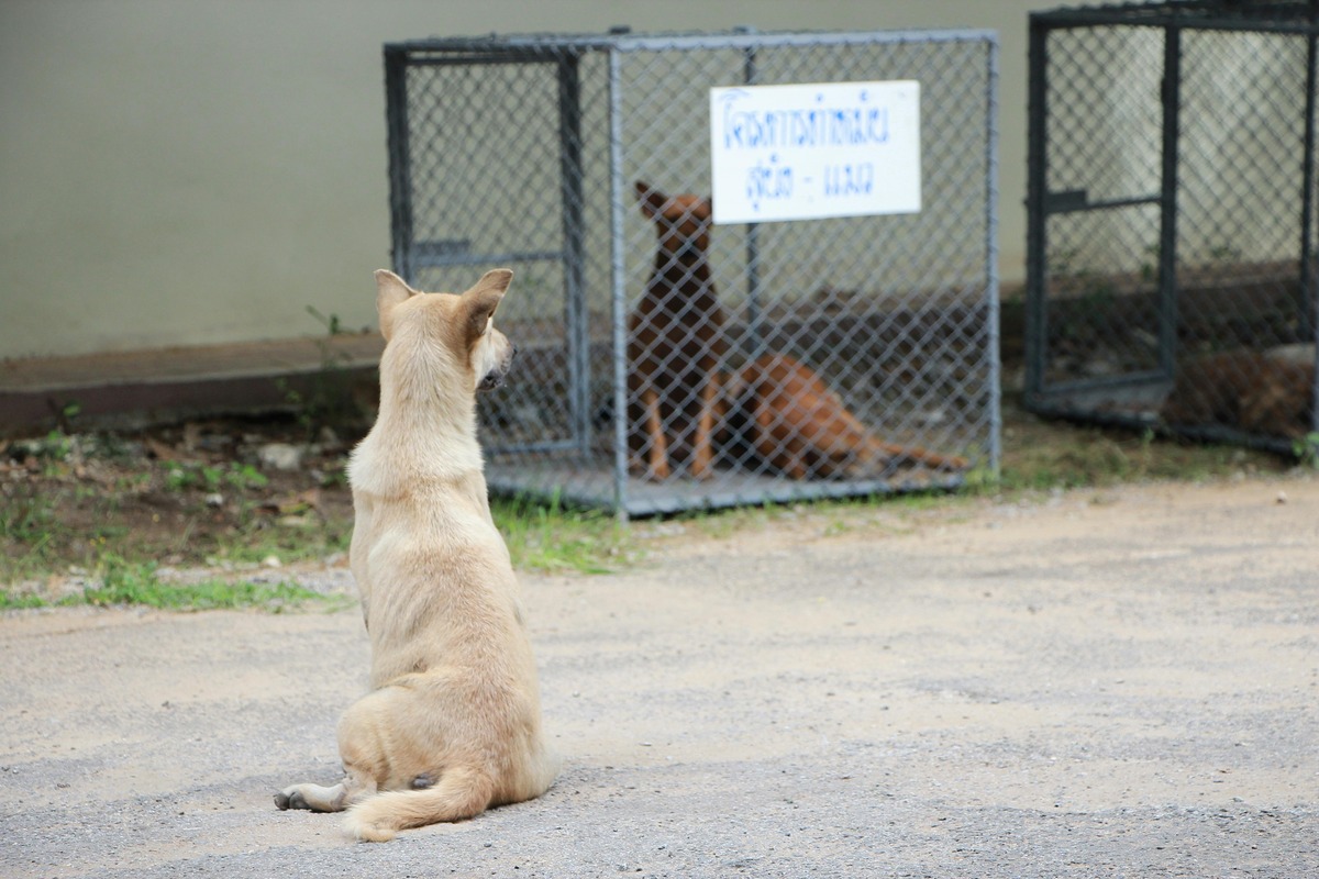 What Happens To Unadopted Dogs in the Shelter? - Cats and Dogs Today