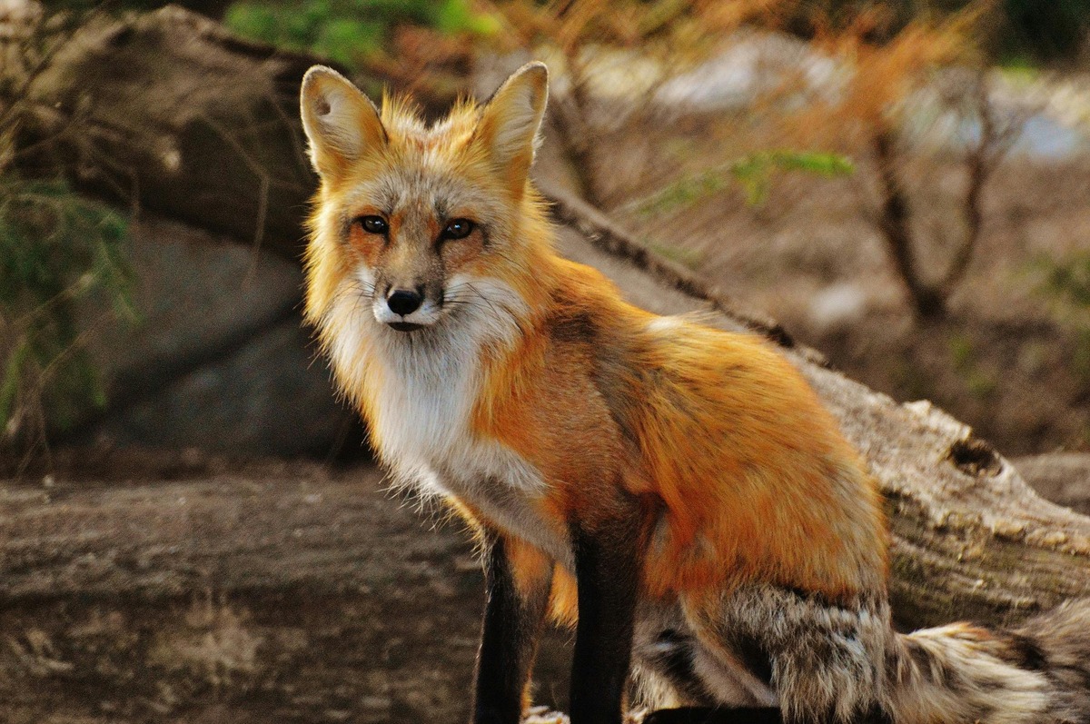 9 Natural Predators in the U.S. to Be Wary of If You Have a Dog - Cats ...