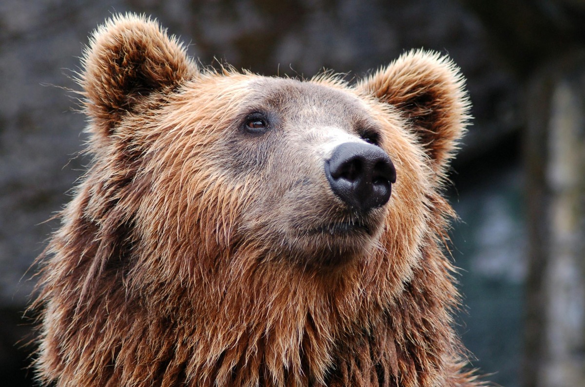 9 Natural Predators in the U.S. to Be Wary of If You Have a Dog - Cats ...