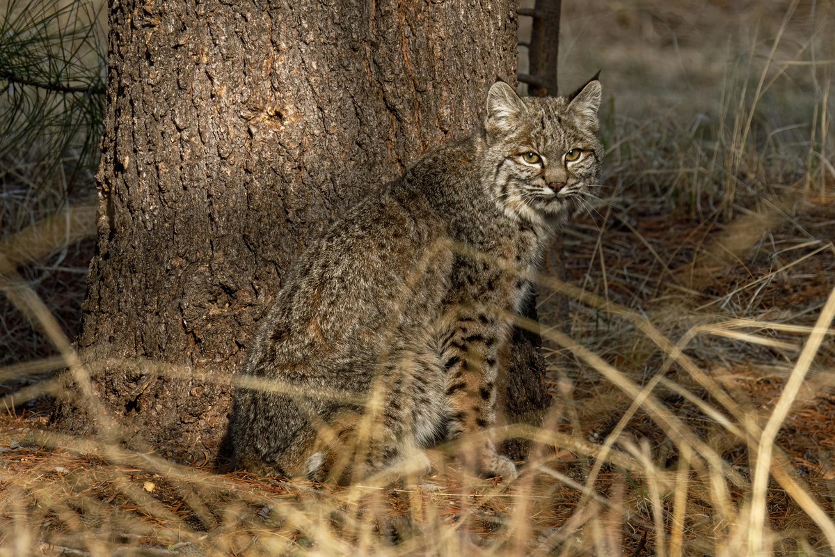 9 Natural Predators in the U.S. to Be Wary of If You Have a Dog - Cats ...