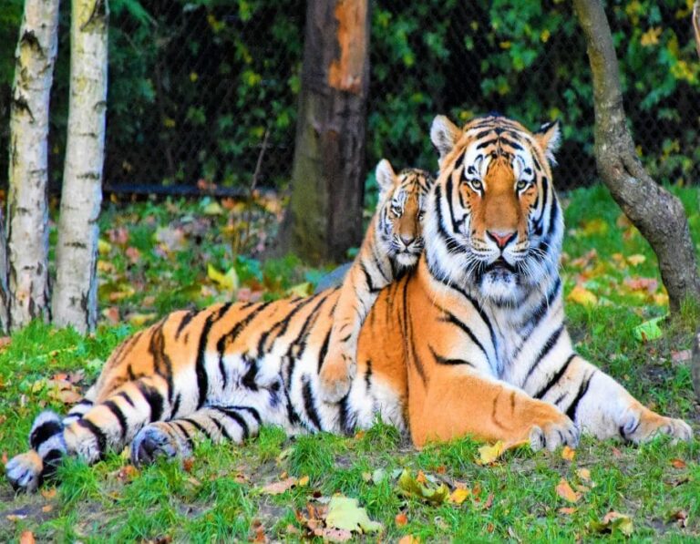 10 Big Cats Ranked by Strength - Cats and Dogs Today