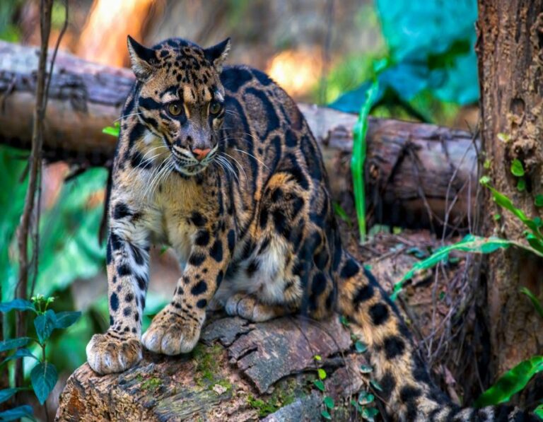 8 Big Cats So Rare, They’re Almost Ghosts of the Wild - Cats and Dogs Today