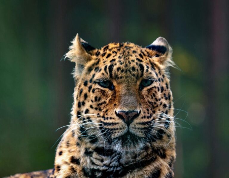 8 Rare Big Cats That Are on the Brink of Extinction - Cats and Dogs Today